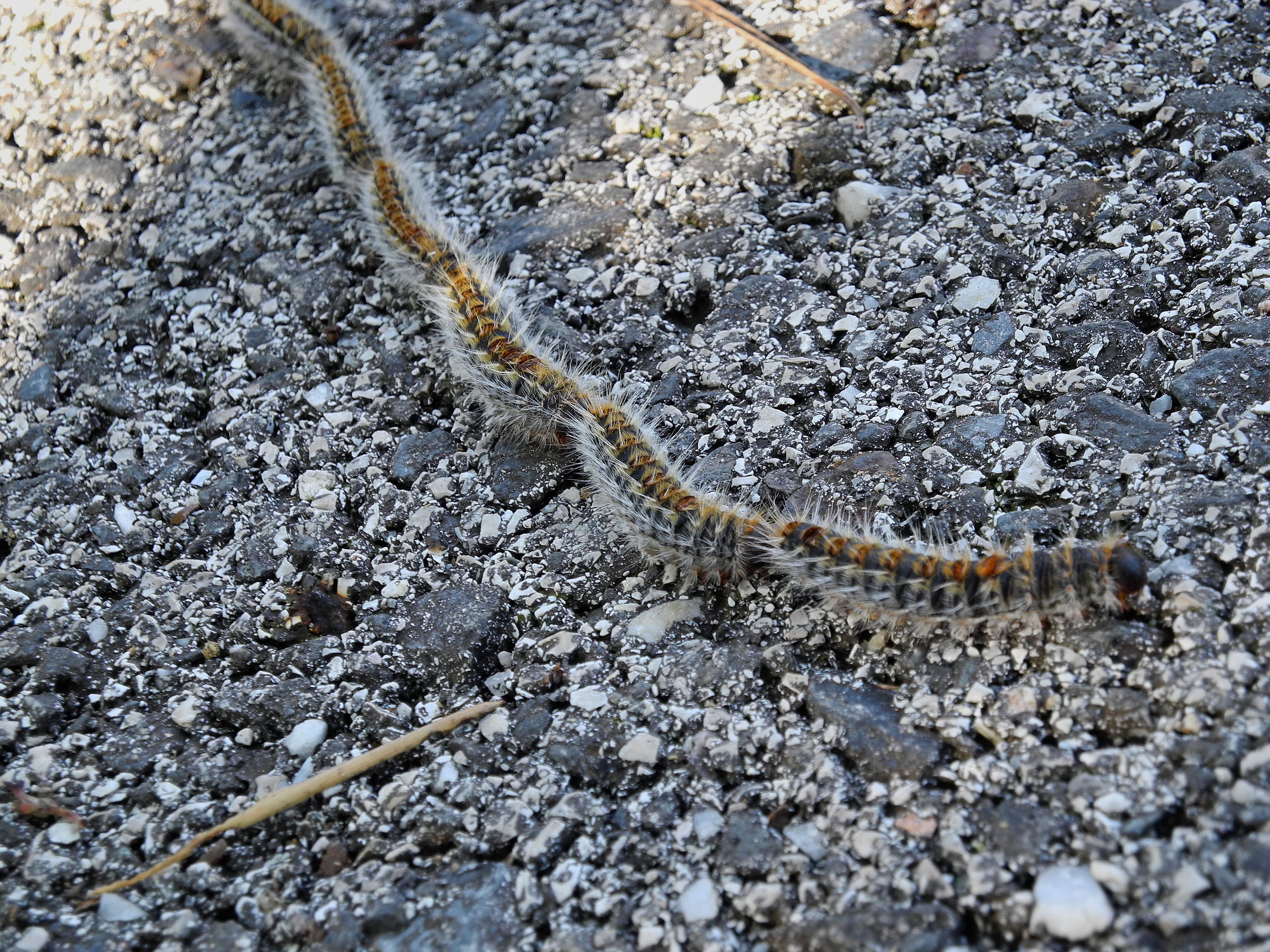 iGoTerra - Learn about Greater Silver-striped Hawkmoth Hippotion osiris