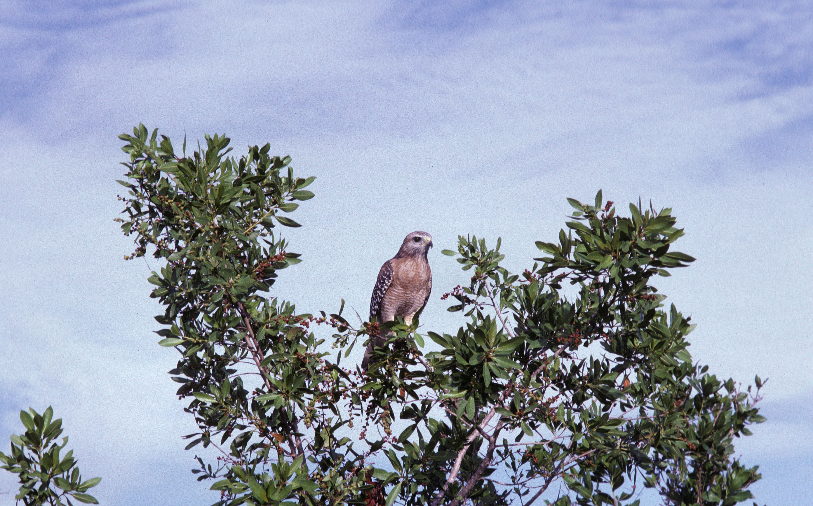 iGoTerra - Learn about Bronze-tailed Comet Polyonymus caroli