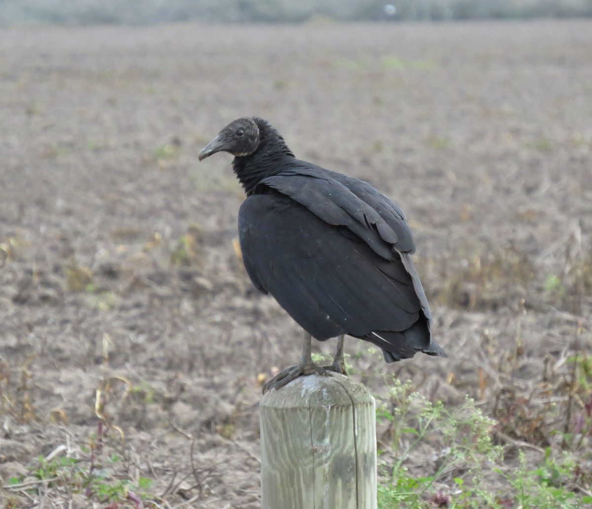 iGoTerra - Learn about Common Jay Graphium doson