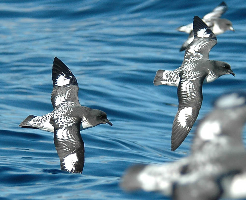 iGoTerra - Learn about Malabar Glassy Perchlet Ambassis dussumieri