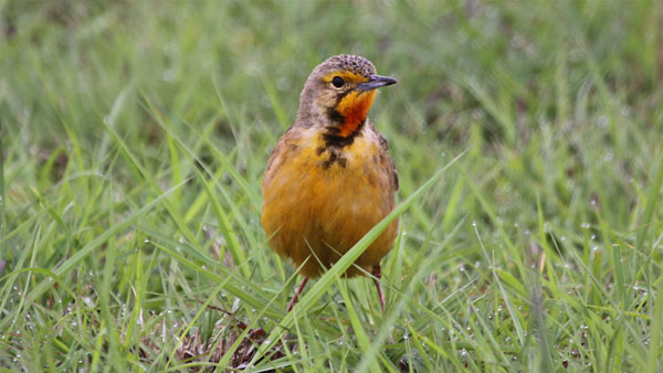 iGoTerra - Learn about Fox Kestrel Falco alopex
