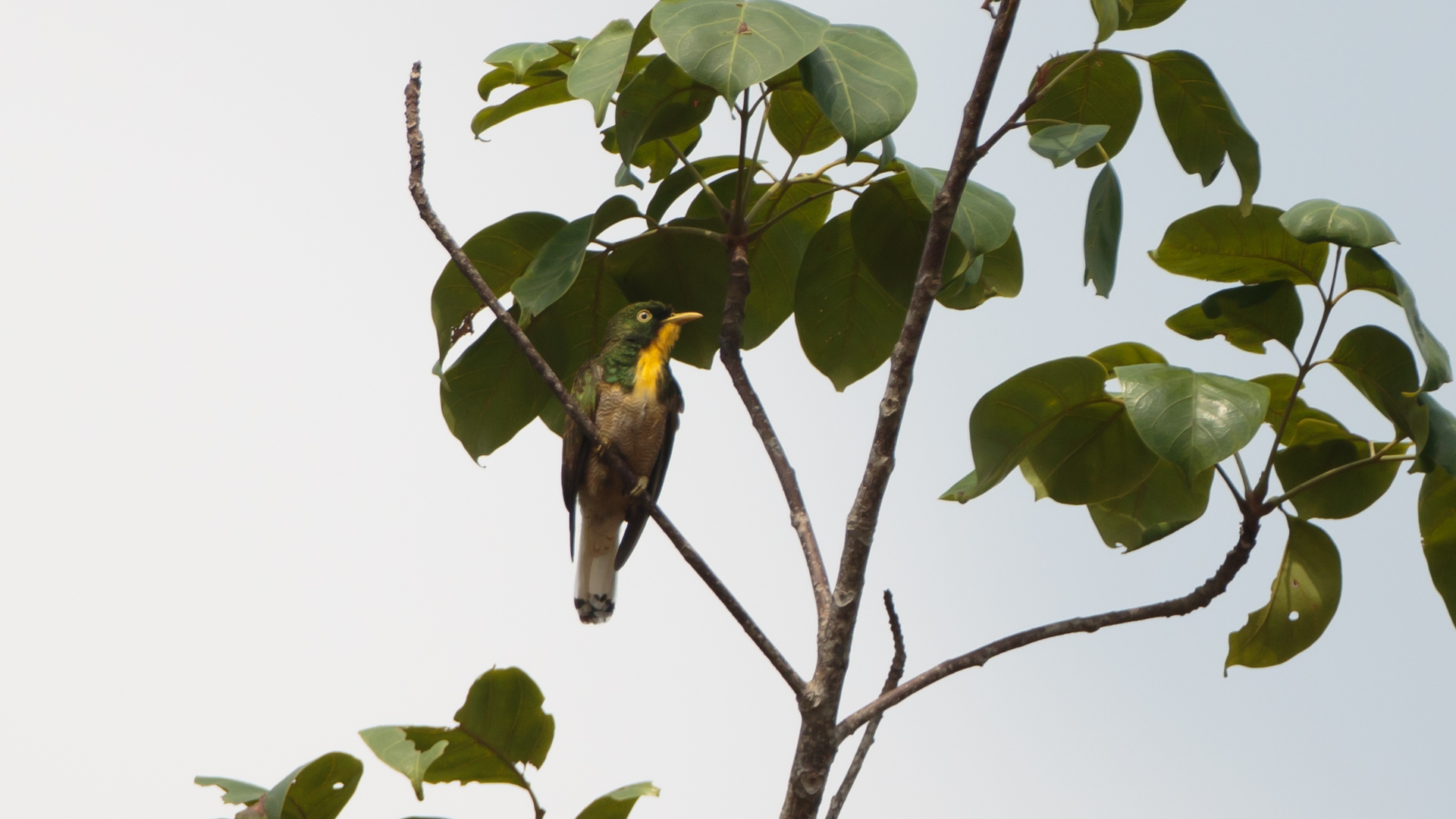 iGoTerra - Learn about Magnificent Riflebird Ptiloris magnificus