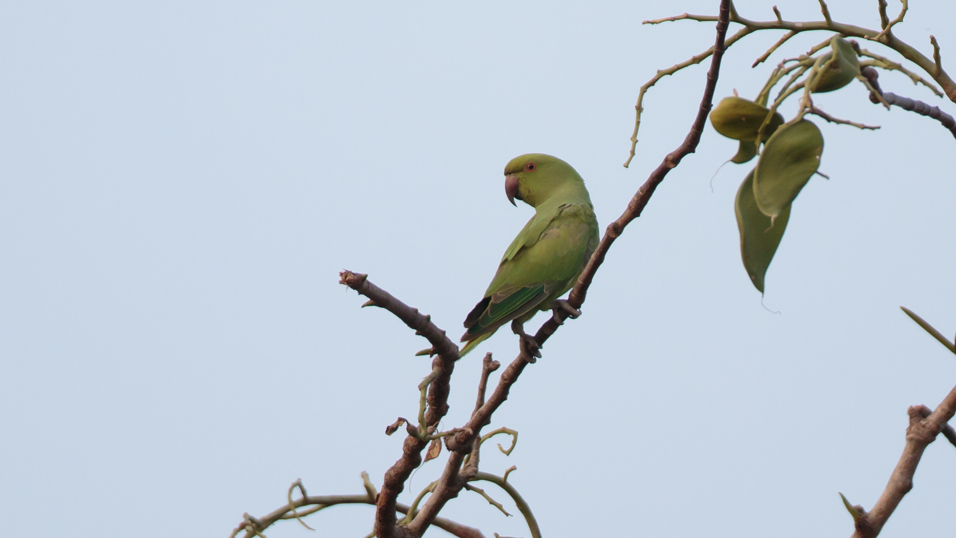 iGoTerra - Learn about Stygian Owl Asio stygius