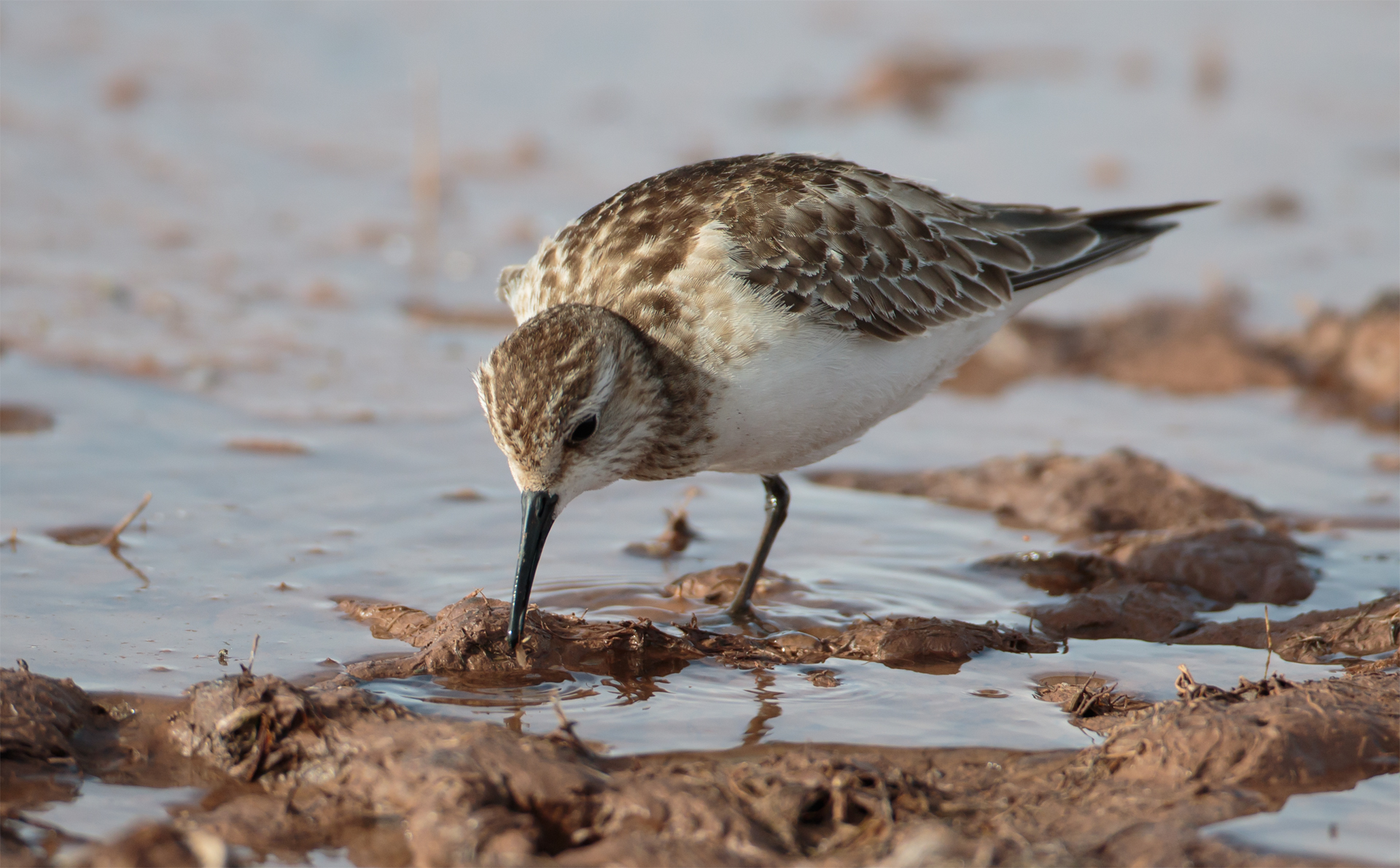 iGoTerra - Learn about Green Shrike-Vireo Vireolanius pulchellus