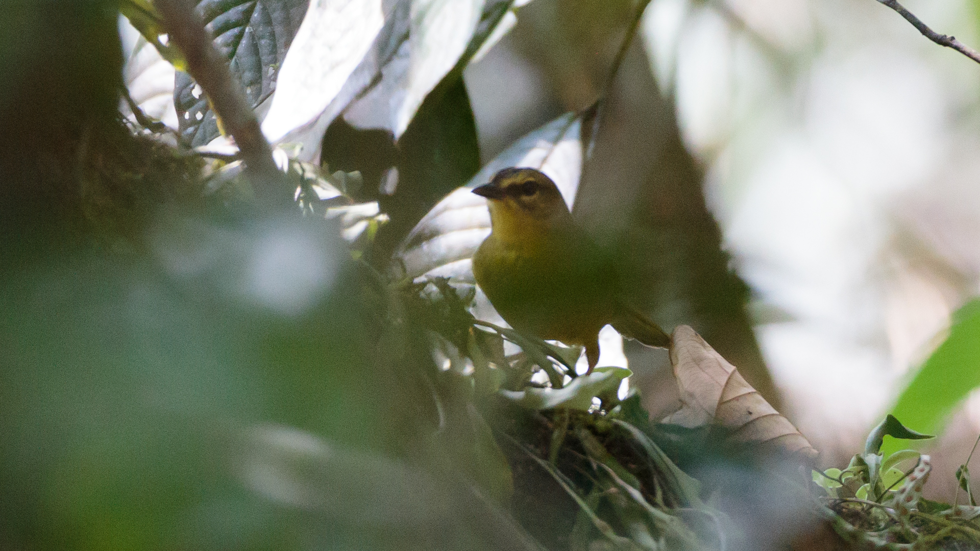 iGoTerra - Learn about Himalayan Swiftlet Aerodramus brevirostris