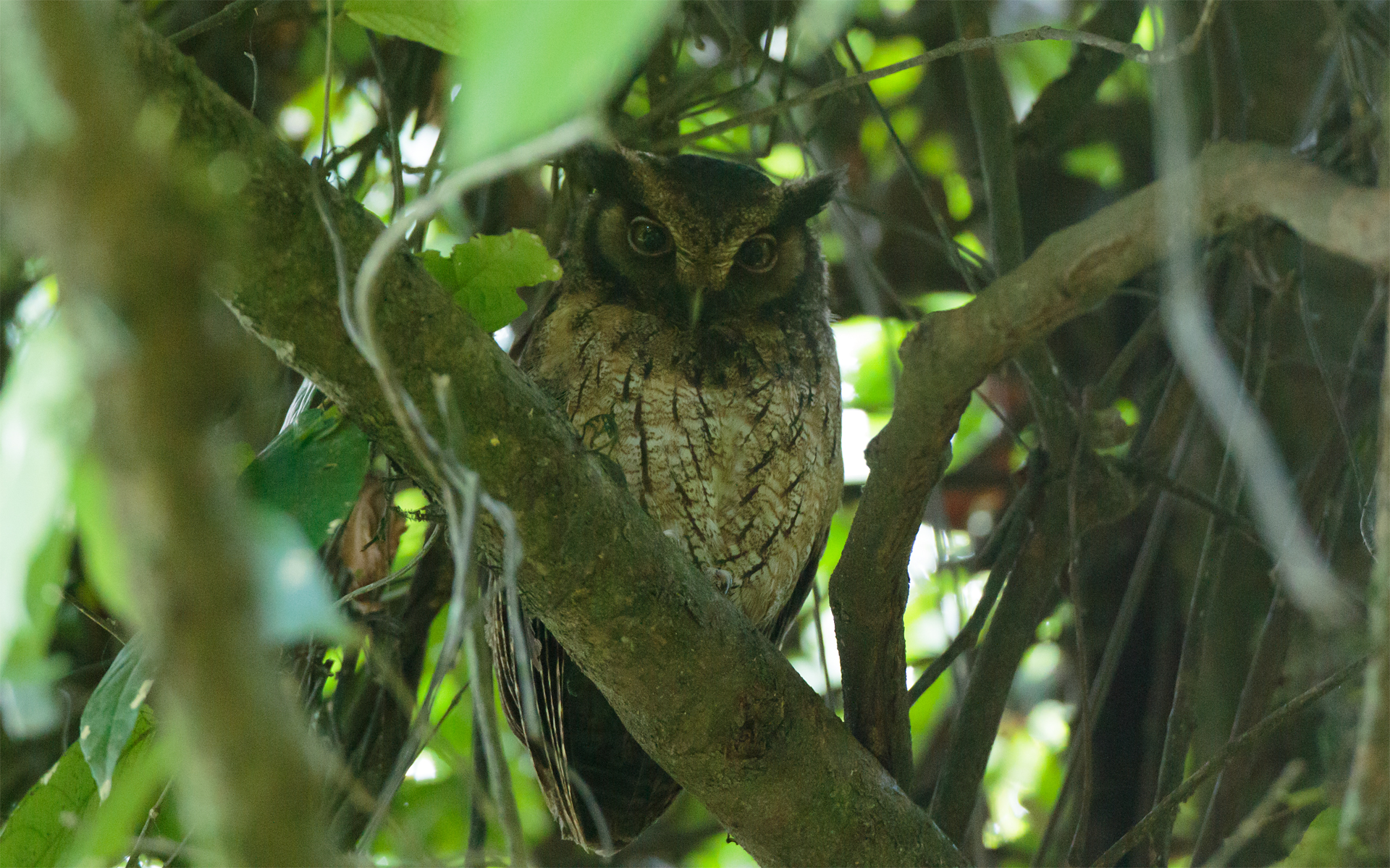 iGoTerra - Learn about Semicollared Hawk Microspizias collaris