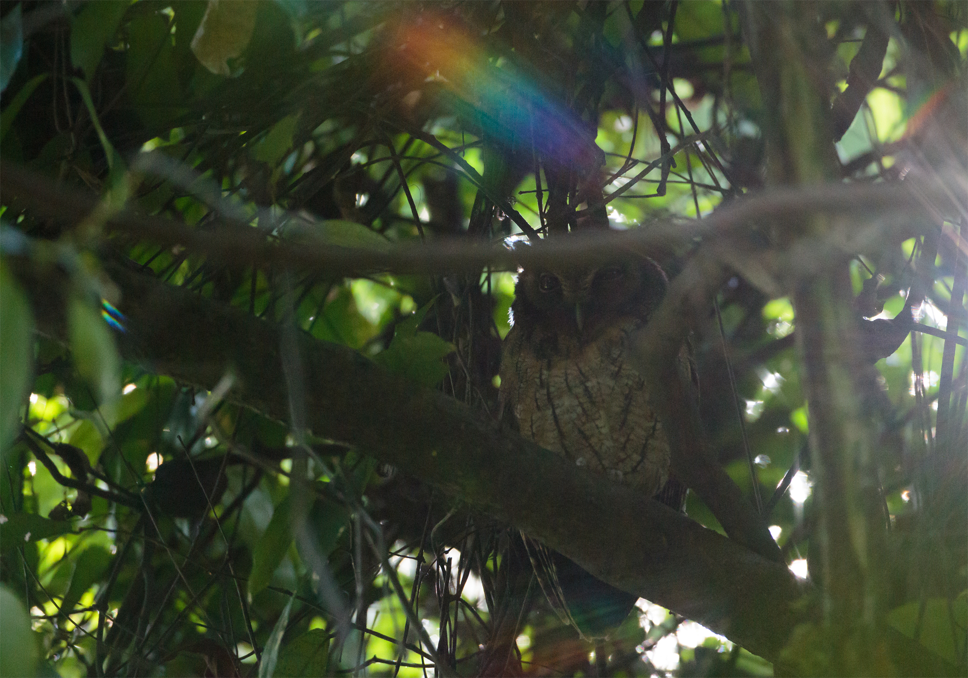 iGoTerra - Learn about Semicollared Hawk Microspizias collaris