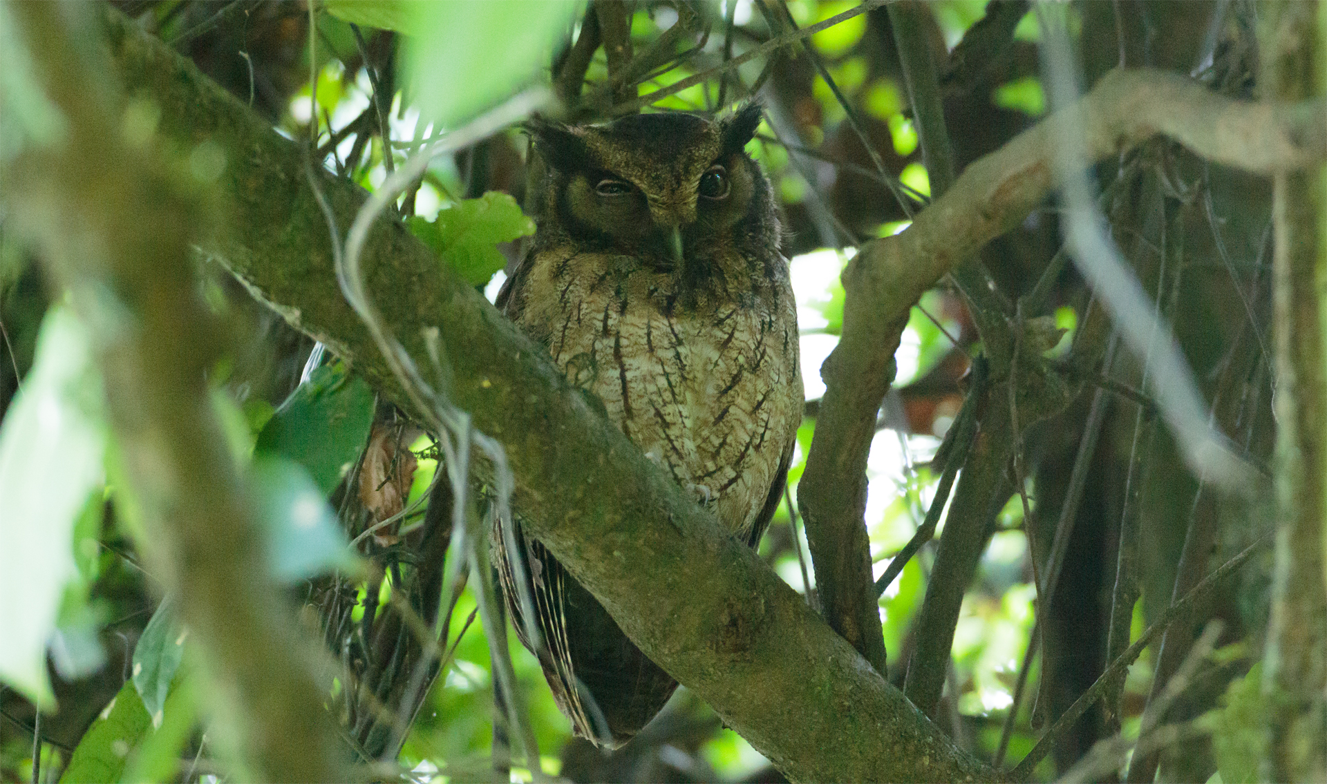 iGoTerra - Learn about Semicollared Hawk Microspizias collaris