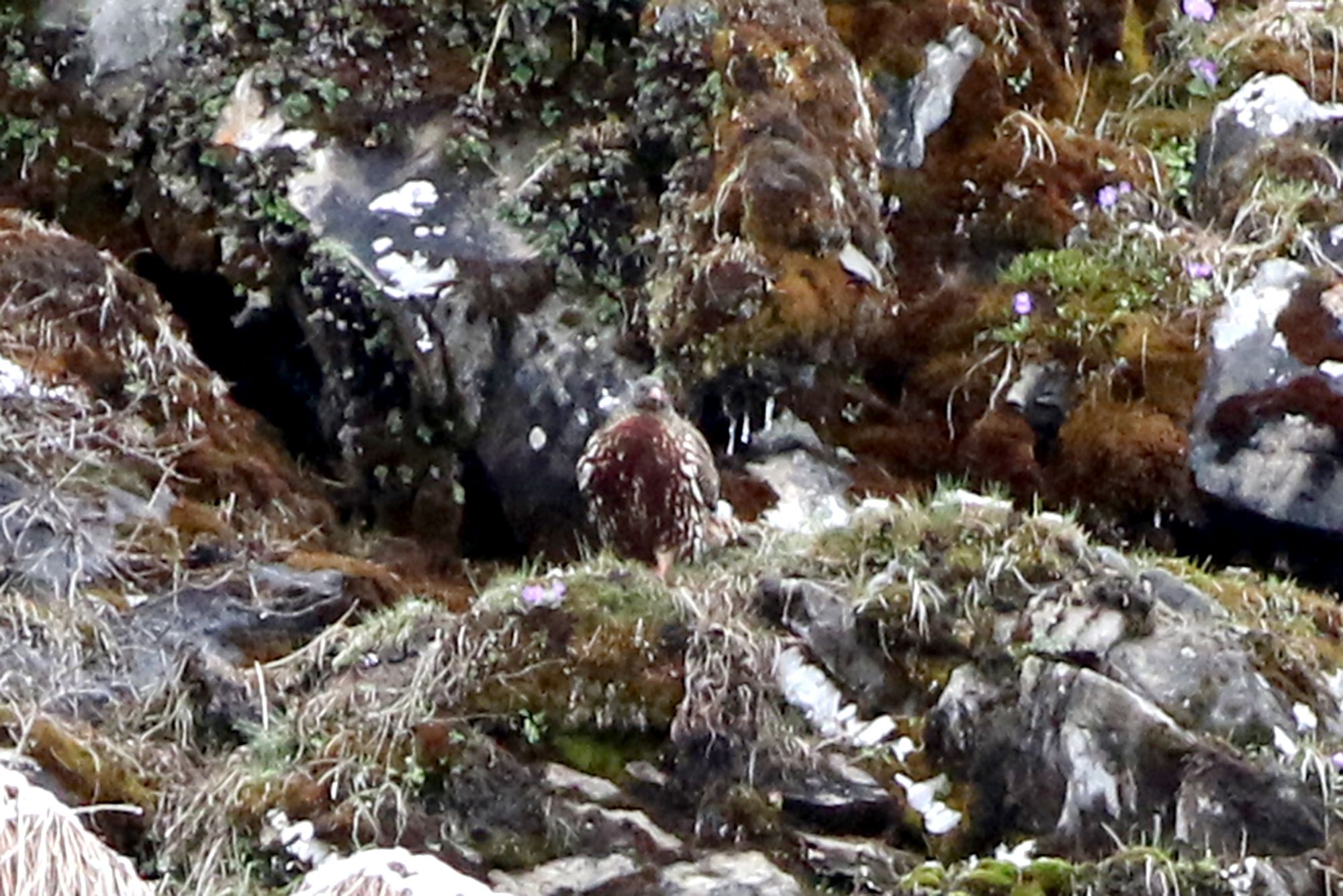 iGoTerra - Learn about Aardwolf Proteles cristata