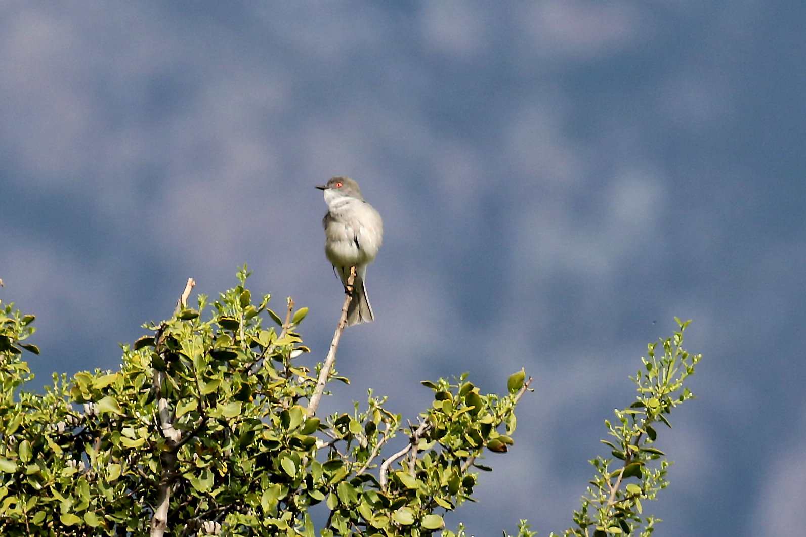 iGoTerra - Learn about Brown Bush Warbler Locustella luteoventris