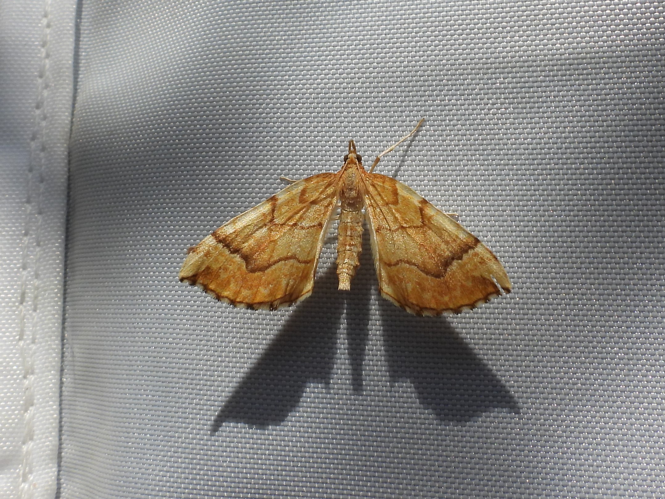 iGoTerra - Learn about Whistler's Warbler Phylloscopus whistleri