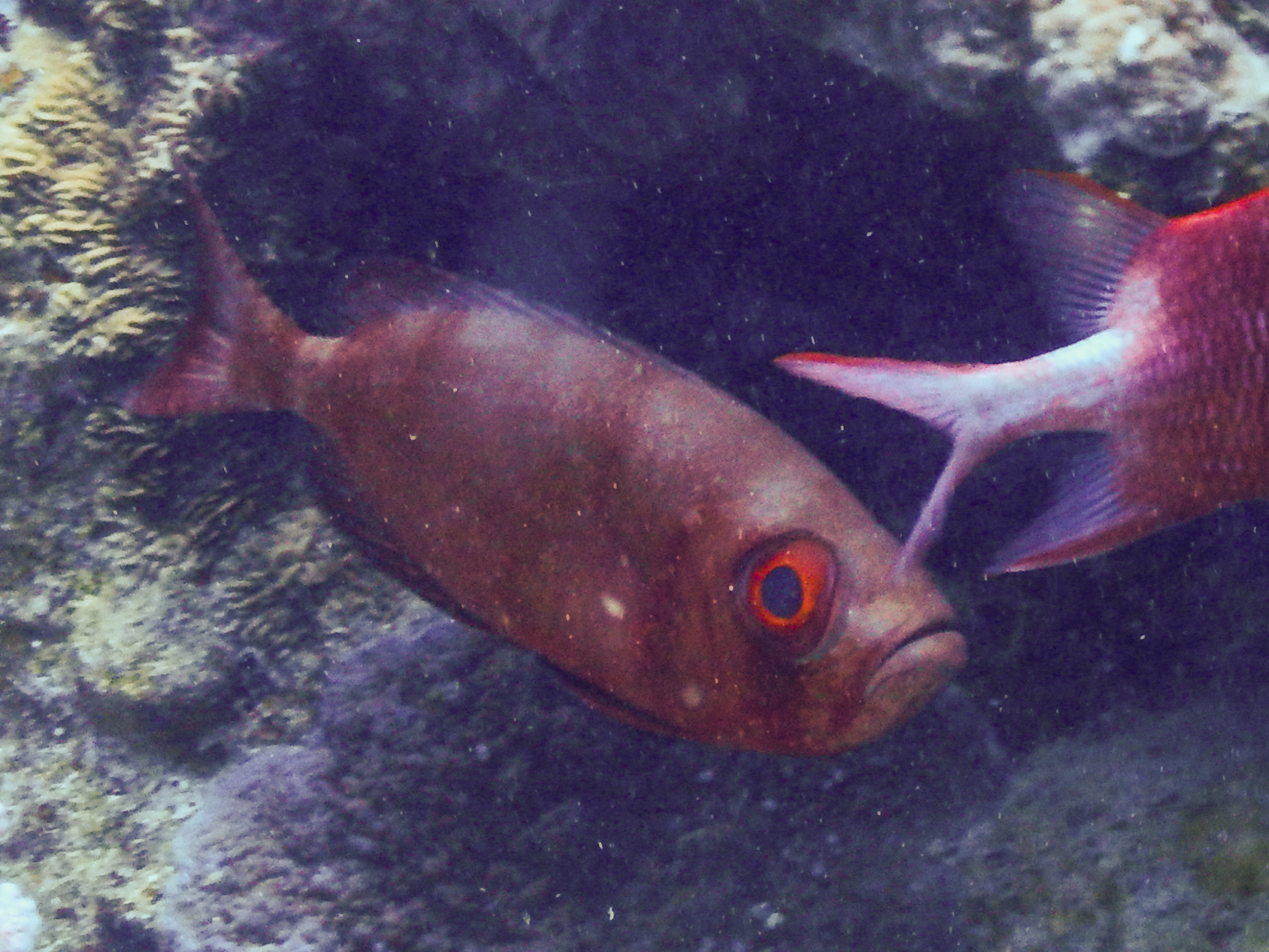 iGoTerra - Learn about Common Warthog Phacochoerus africanus