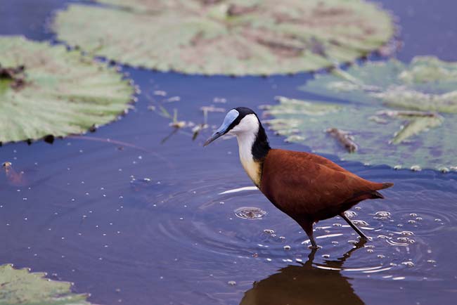 iGoTerra - Learn about Oculate Dancer Argia oculata