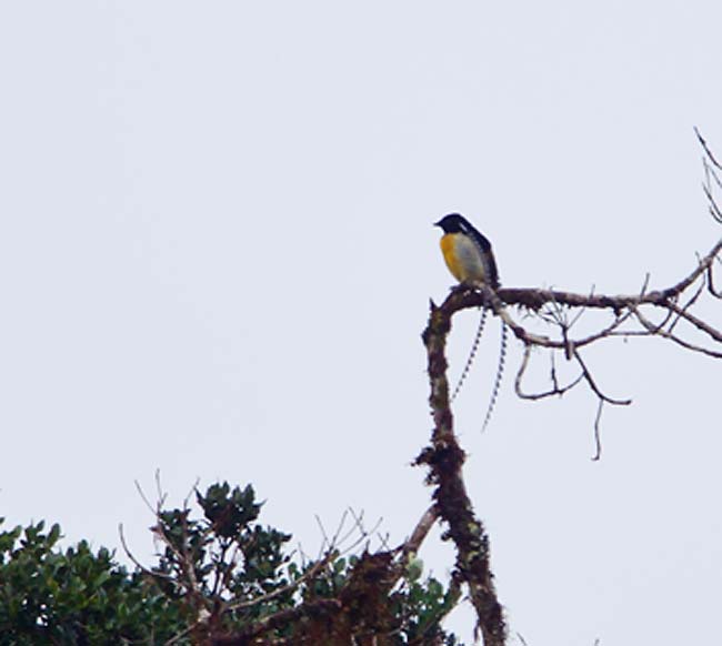 iGoTerra - Learn about Limacus flavus