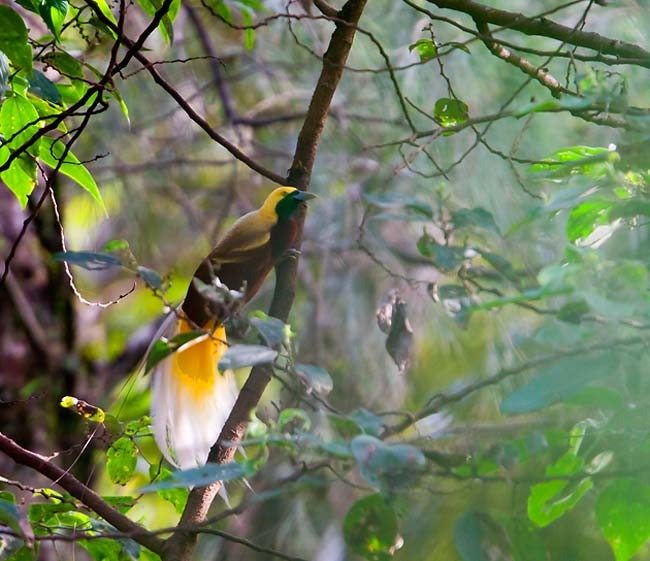 iGoTerra - Learn about Limacus flavus