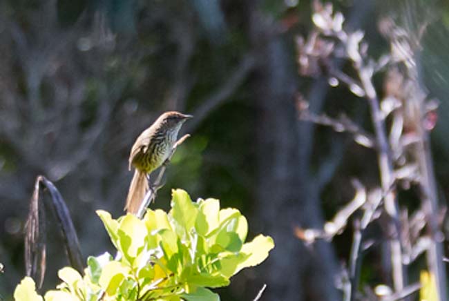 iGoTerra - Learn about Chestnut-tipped Toucanet Aulacorhynchus derbianus