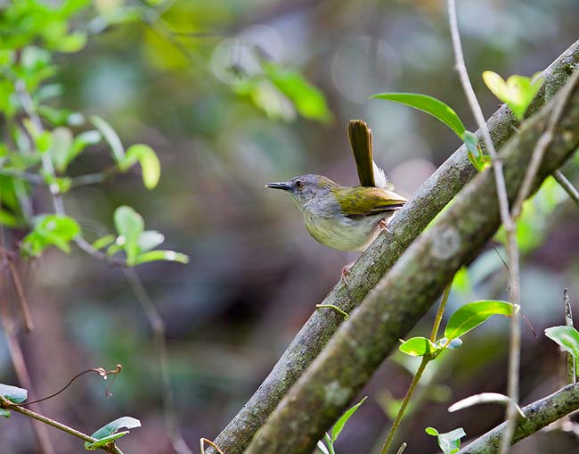 iGoTerra - Learn about Common Egg Cowrie Ovula ovum