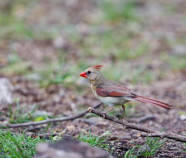 iGoTerra - Learn about Thyas juno