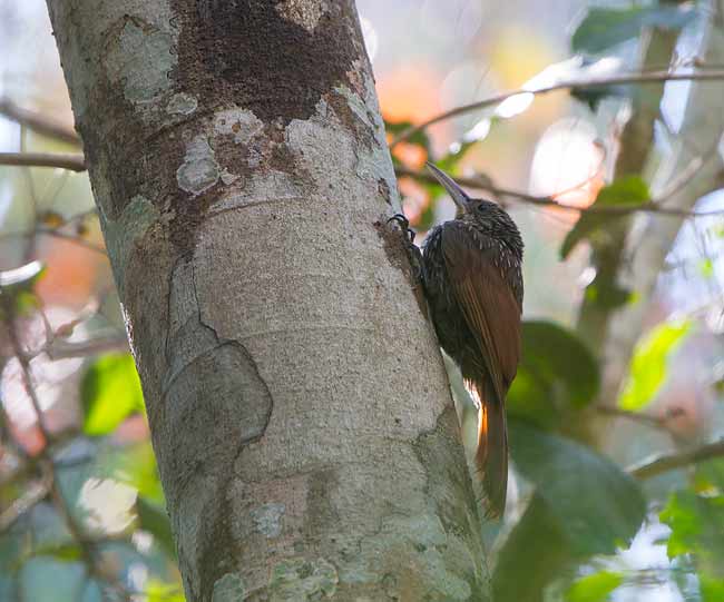 iGoTerra - Learn about No Parking Whitebeam Karpatiosorbus admonitor
