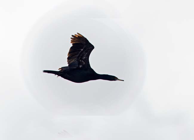 iGoTerra - Learn about Collared Falconet Microhierax caerulescens