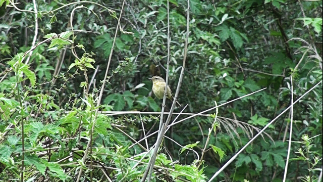 iGoTerra - Learn about Tatochila mercedis vanvolxemii