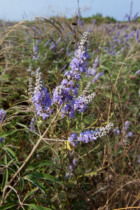 iGoTerra - Learn about Red-rumped Wheatear Oenanthe moesta