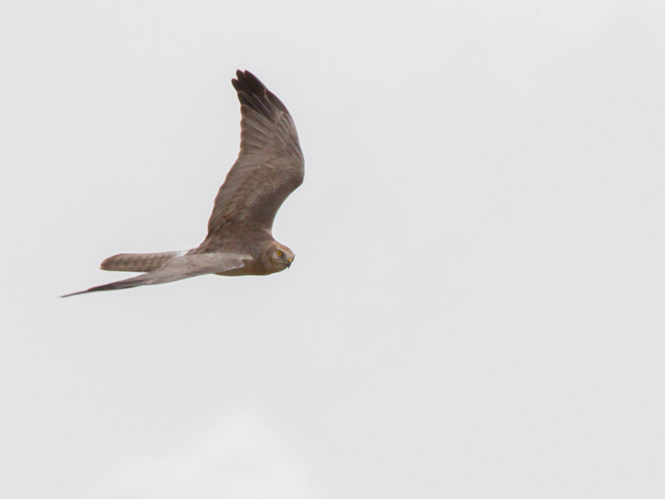 iGoTerra - Learn about Flame Shoulder Ochropleura plecta