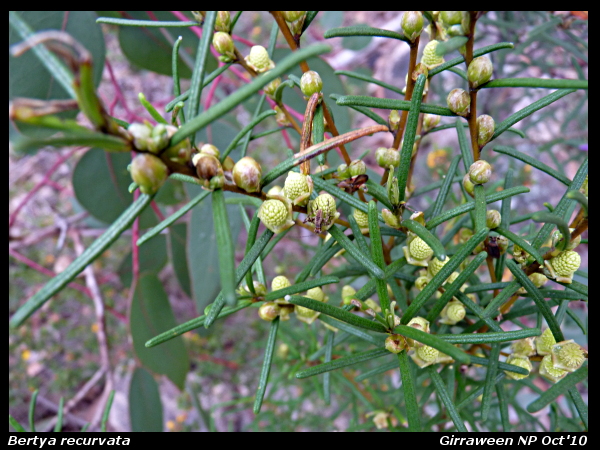 iGoTerra - Learn about Dusky-headed Parakeet Aratinga weddellii