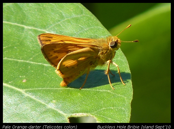 iGoTerra - Learn about Limacus flavus