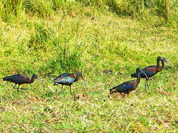 iGoTerra - Learn about Common Striped Woodlouse Philoscia muscorum