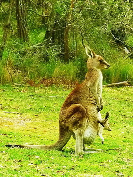 iGoTerra - Learn about Common Swift Apus apus