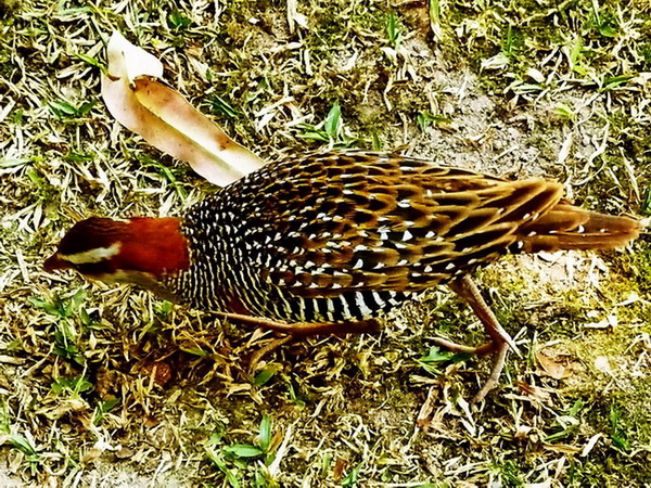 iGoTerra - Learn about Ashy Thrush Geokichla cinerea