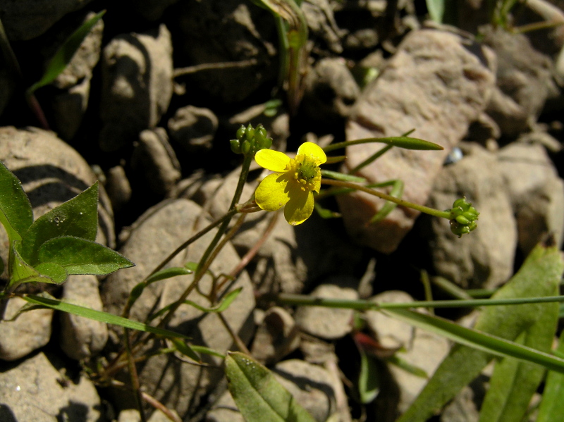 iGoTerra - Learn about Malabar Glassy Perchlet Ambassis dussumieri