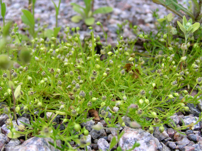 iGoTerra - Learn about Chinese Sparrowhawk Accipiter soloensis