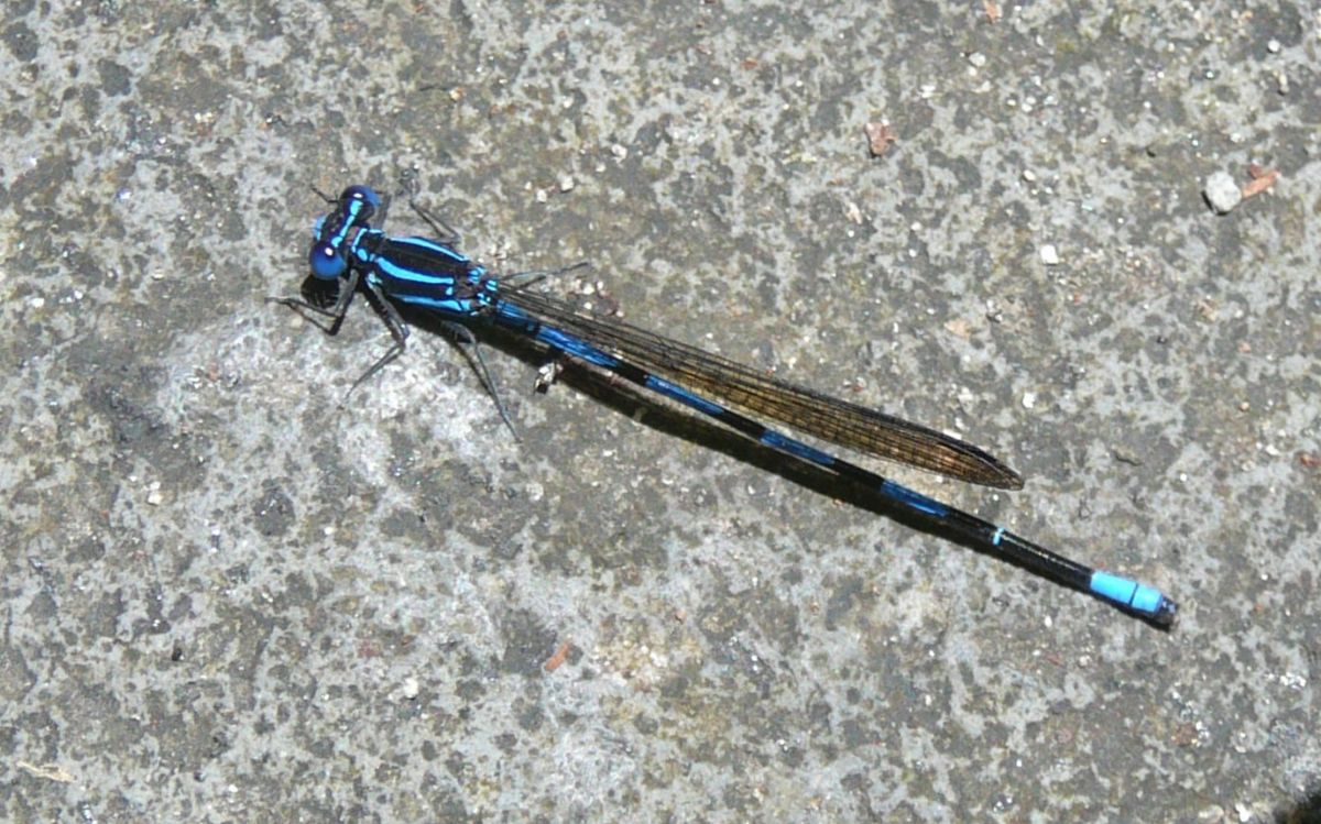 iGoTerra - Learn about Bennett's Woodpecker Campethera bennettii