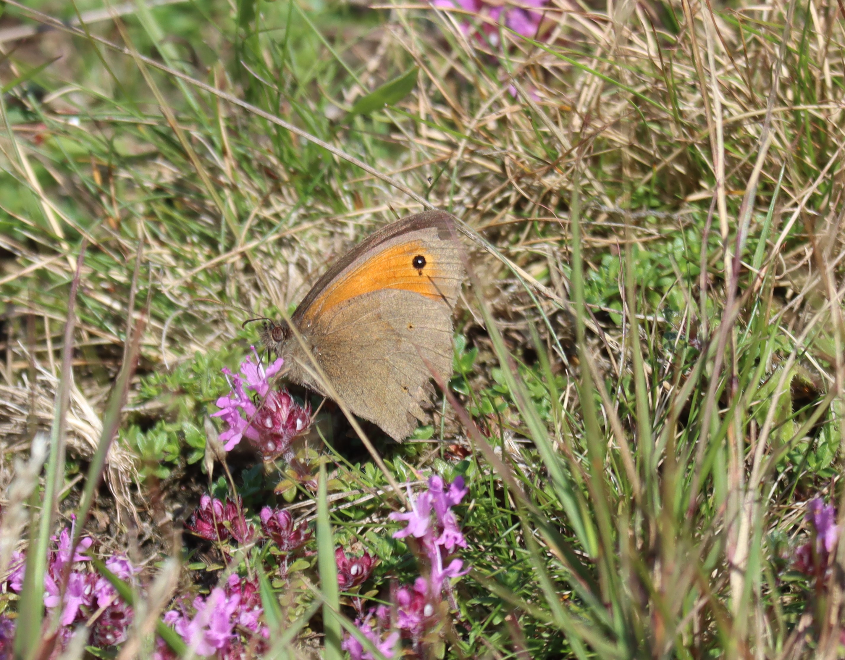 iGoTerra - Learn about Tatochila mercedis vanvolxemii