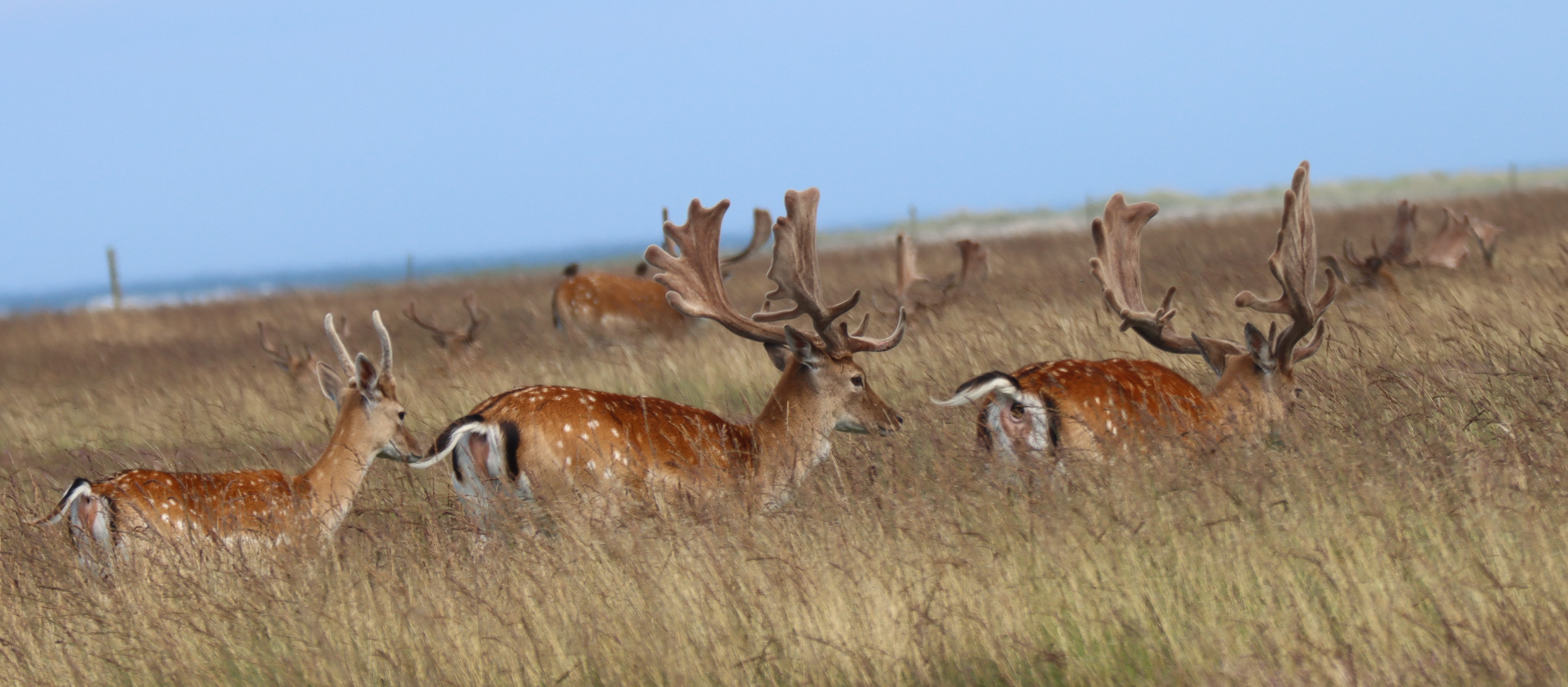 iGoTerra - Learn about Tatochila mercedis vanvolxemii