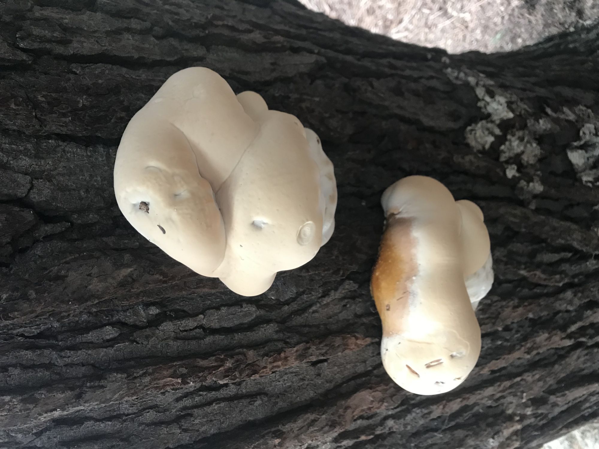 iGoTerra - Learn about Gray-backed Hawk Pseudastur occidentalis