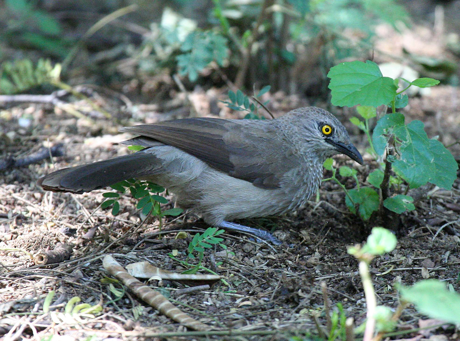 iGoTerra - Learn about White-lipped Peccary Tayassu pecari