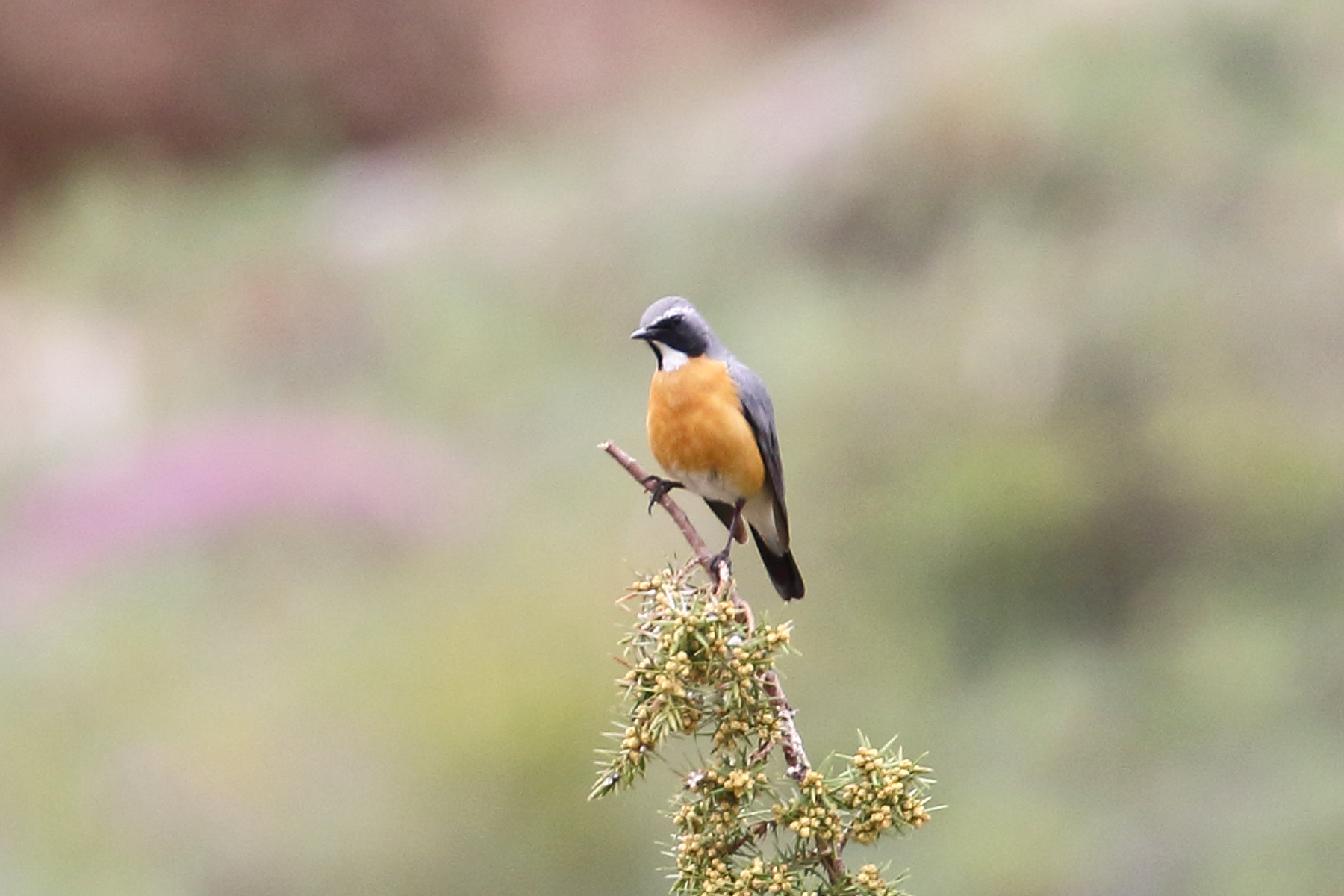 iGoTerra - Learn about European Storm Petrel Hydrobates pelagicus