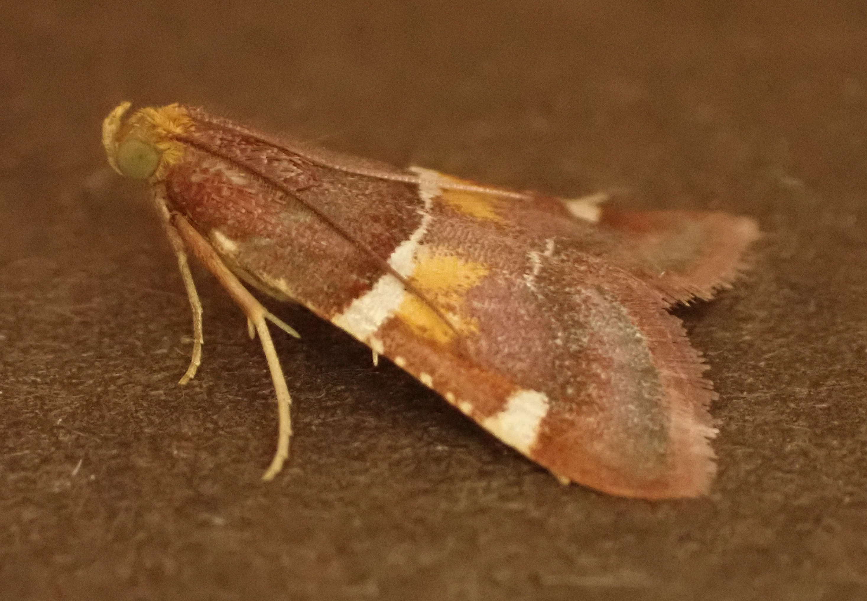 iGoTerra - Learn about Balsam Striped Hawkmoth Hippotion balsaminae
