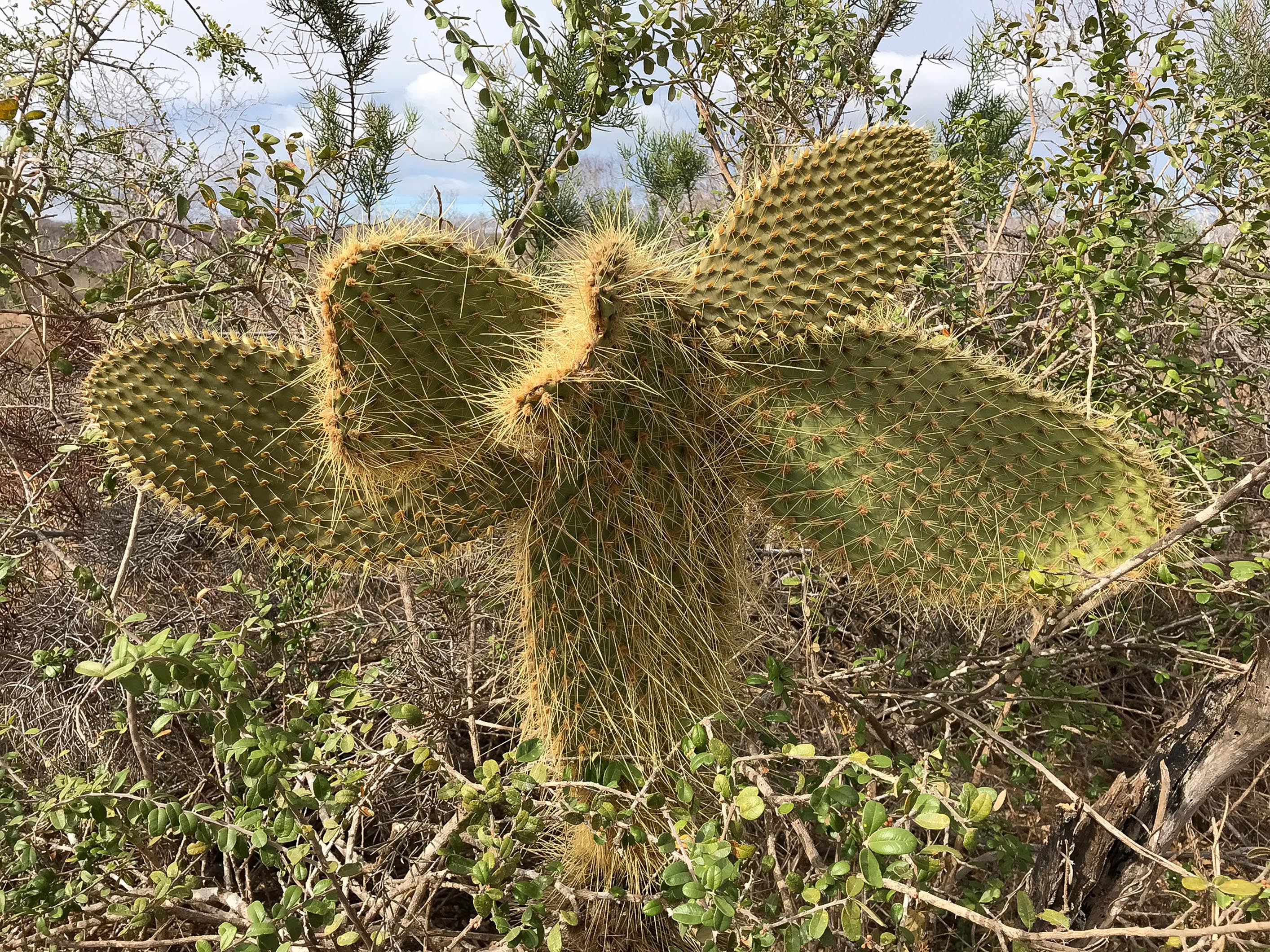 iGoTerra - Learn about Southern Rough-winged Swallow Stelgidopteryx ...