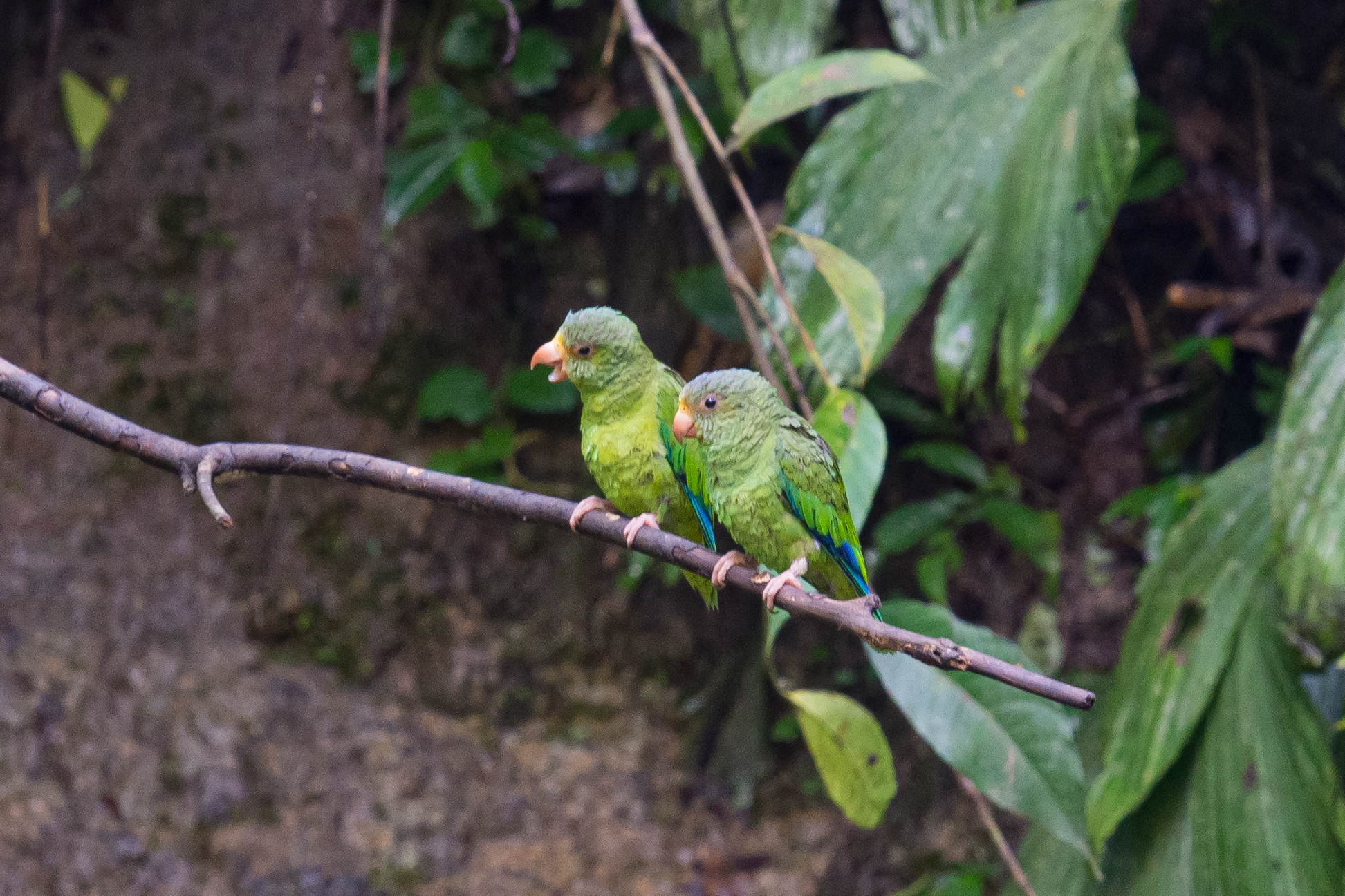 iGoTerra - Learn about Cotton Web Spinner Achyra affinitalis